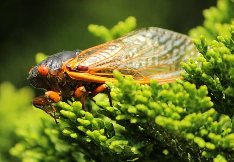 Does Europe Have Cicadas? Comparing the 2024 Double Emergence in the USA