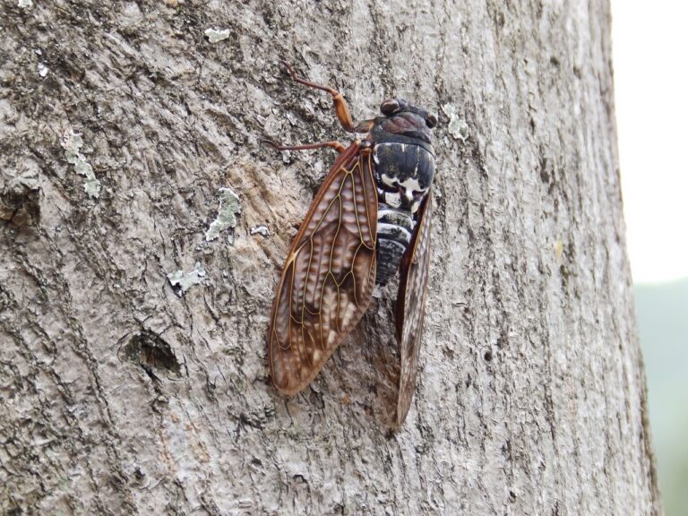 Does Europe Have Cicadas? Comparing the 2024 Double Emergence in the USA